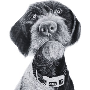 CUSTOM DRAWING || Graphite Pencil Pet Portraits || JB Pawtraits ...