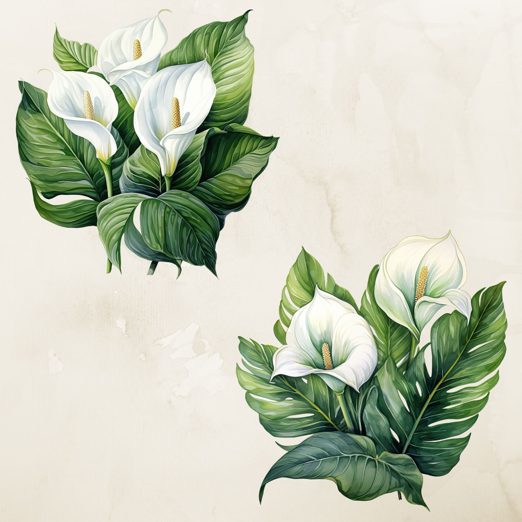 Watercolor Calla Lilly Cliparts, Calla Lilies Clipart, Calla Lily Png ...