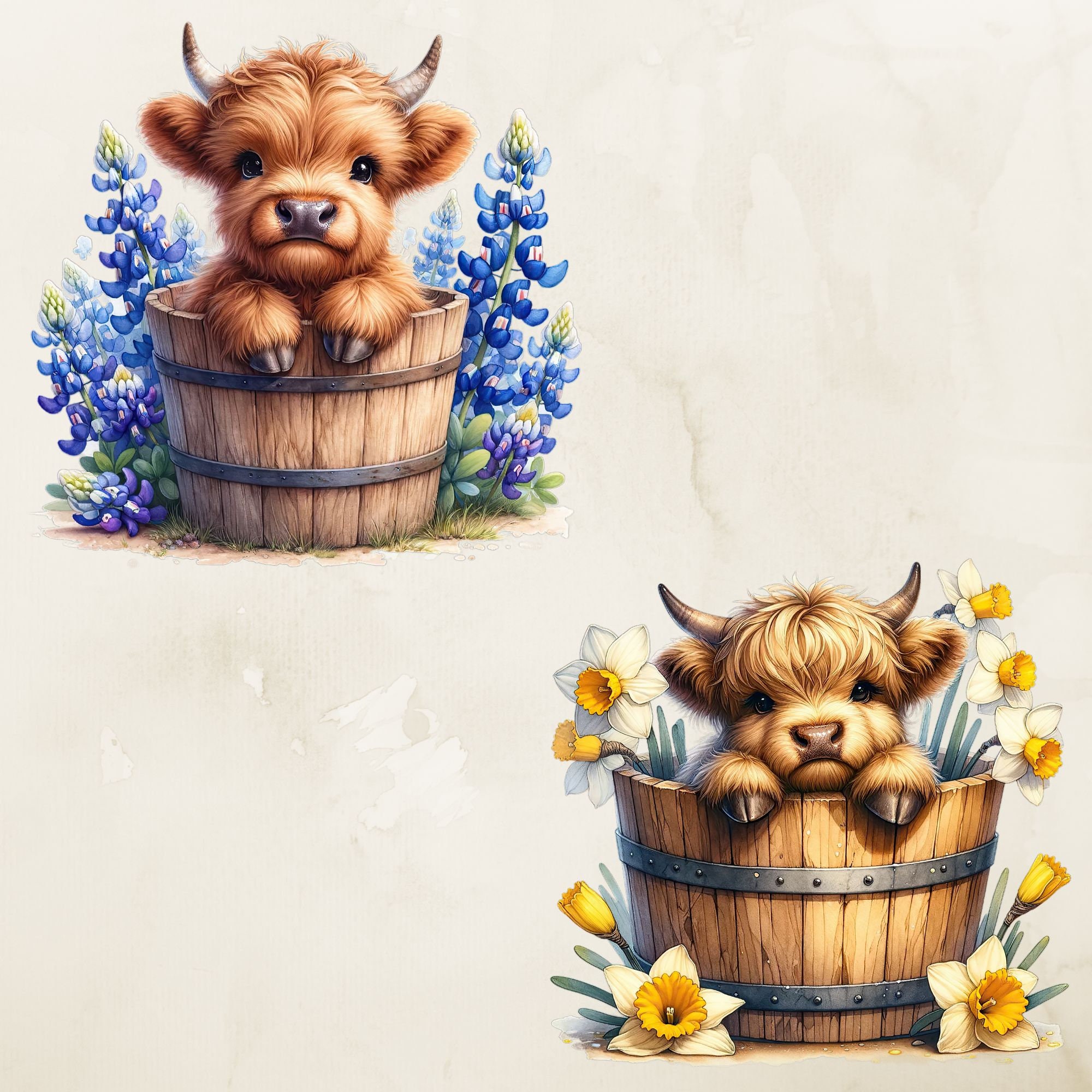 Highland Cow in Bucket Clipart, Highland Cow in A Bucket Png, Highland ...