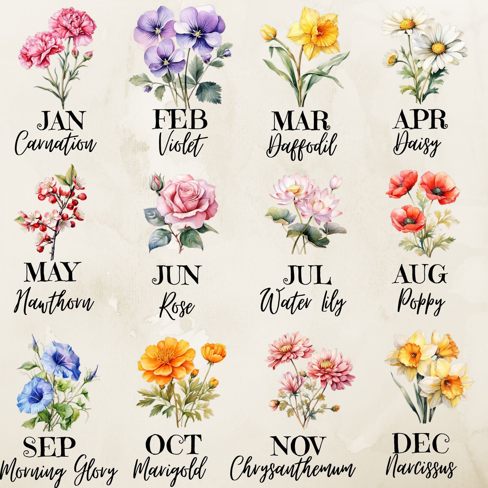 Watercolor Birth Month Flower Clipart, Birth Month Flower Png, Flower ...