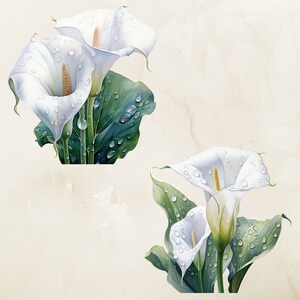 Watercolor Calla Lilly Cliparts, Calla Lilies Clipart, Calla Lily Png ...