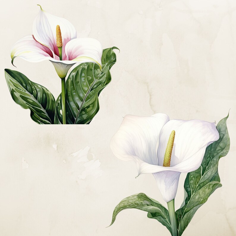 Watercolor Calla Lilly Cliparts, Calla Lilies Clipart, Calla Lily Png ...
