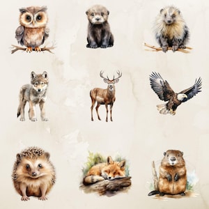 Woodland Creatures Clipart Pack, Fox Bear Deer Owl Bunny Raccoon ...