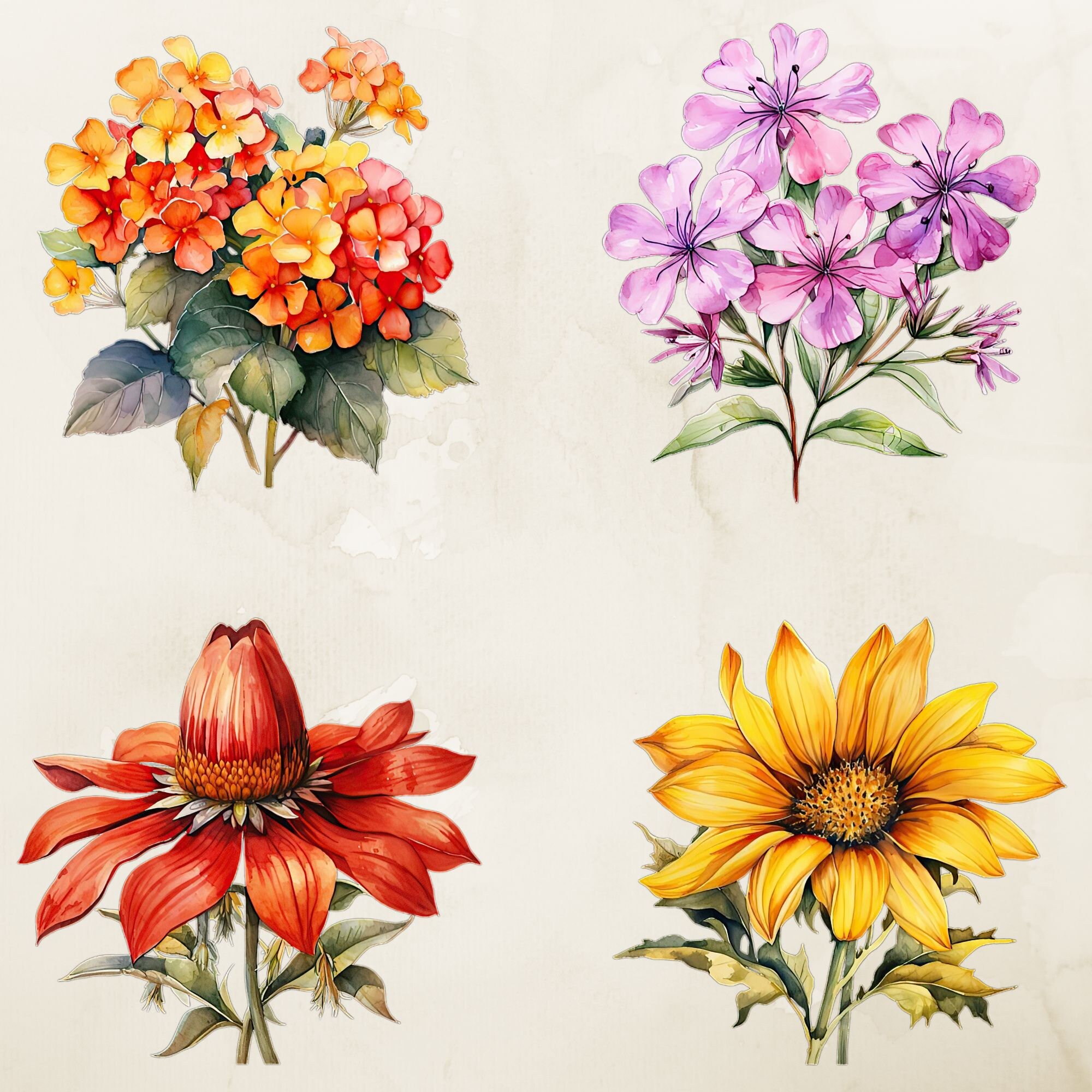 Watercolor Texas Wildflowers Clipart, Spring Floral PNG (digital ...