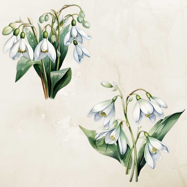 Snowdrop Flower Clipart, Watercolor Snowdrop Clipart, Snowdrop Flowers ...