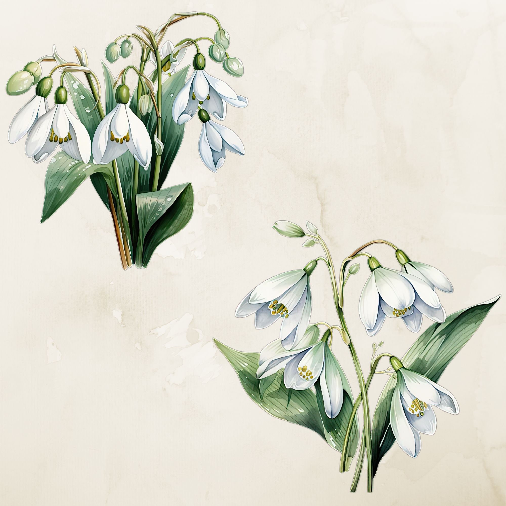 Snowdrop Flower Clipart, Watercolor Snowdrop Clipart, Snowdrop Flowers ...