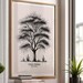 Maine State Tree Eastern White Pine Vintage Sketch Tree Poster Tree ...