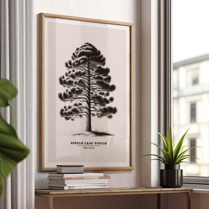 Nevada State Tree | Single-leaf Pinyon | Vintage Sketch | Tree Poster ...