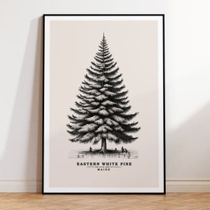 Maine State Tree | Eastern White Pine | Vintage Sketch | Tree Poster ...