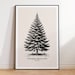 Maine State Tree | Eastern White Pine | Vintage Sketch | Tree Poster ...