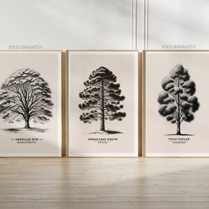 Nevada State Tree | Single-leaf Pinyon | Vintage Sketch | Tree Poster ...