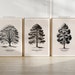 Nevada State Tree | Single-leaf Pinyon | Vintage Sketch | Tree Poster ...