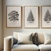 Maine State Tree | Eastern White Pine | Vintage Sketch | Tree Poster ...