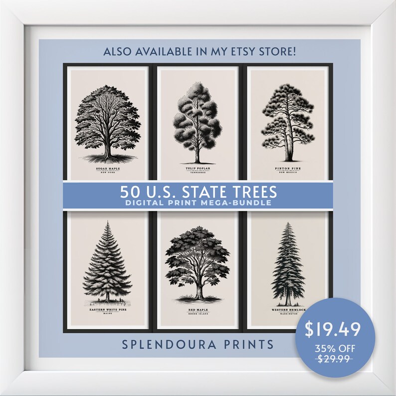 Nevada State Tree | Single-leaf Pinyon | Vintage Sketch | Tree Poster ...