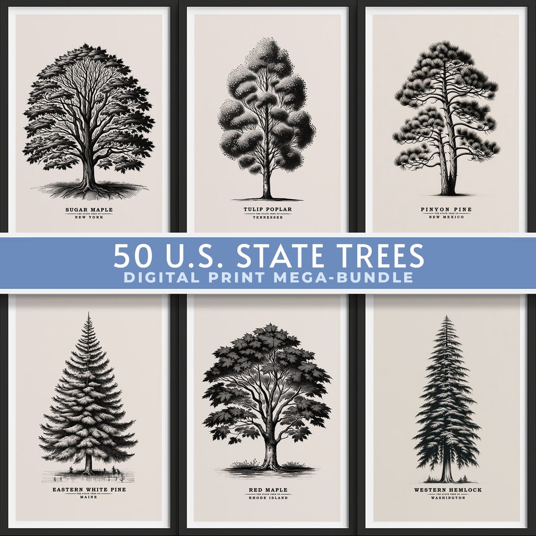 50 State Trees Vintage Sketch Bundle, Forest Print, Antique Tree ...
