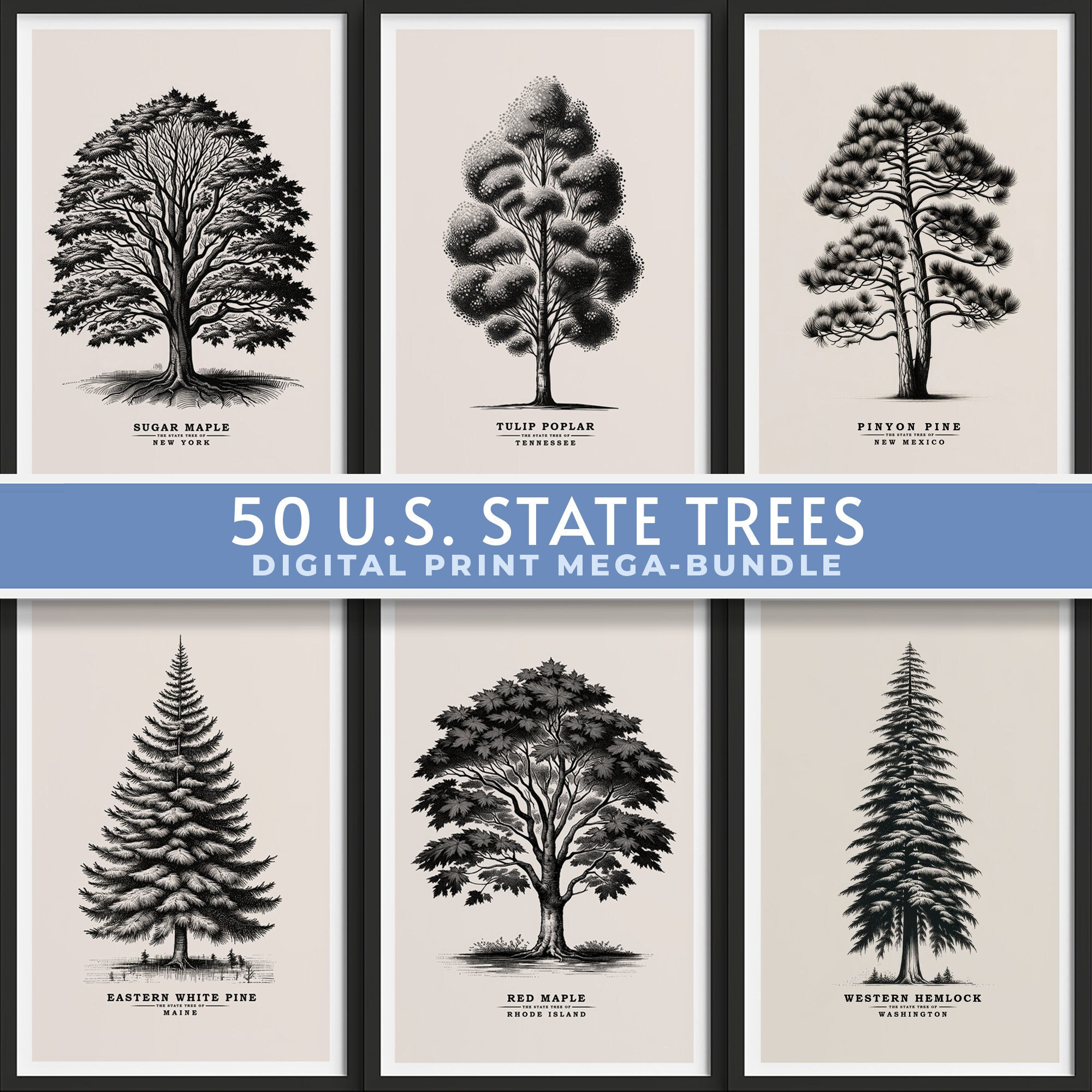50 State Trees Vintage Sketch Bundle, Forest Print, Antique Tree ...