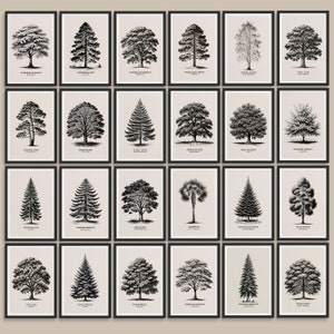 50 State Trees Vintage Sketch Bundle, Forest Print, Antique Tree ...