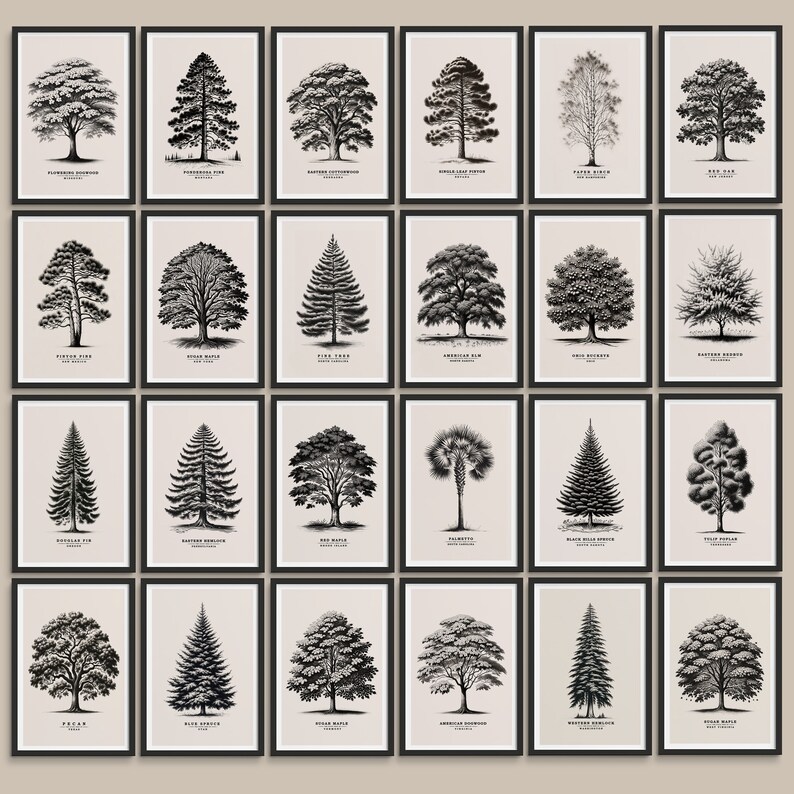 50 State Trees Vintage Sketch Bundle, Forest Print, Antique Tree ...