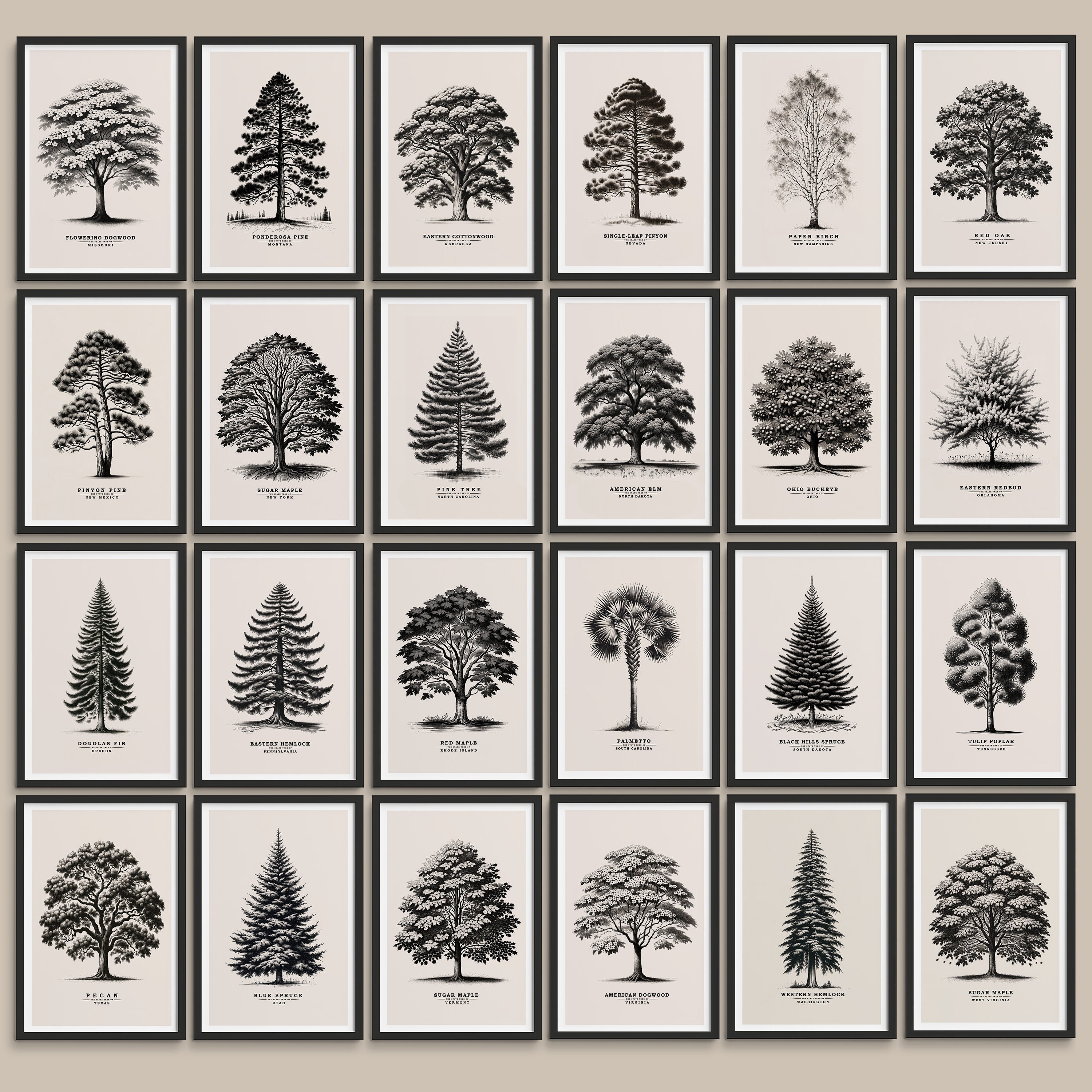 50 State Trees Vintage Sketch Bundle, Forest Print, Antique Tree ...