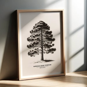 Nevada State Tree | Single-leaf Pinyon | Vintage Sketch | Tree Poster ...