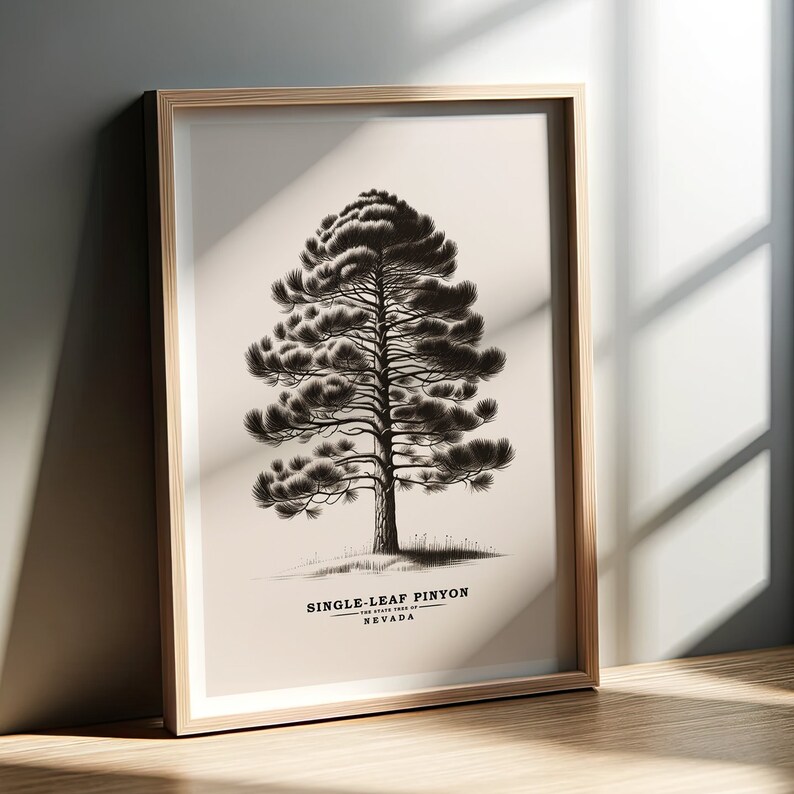 Nevada State Tree | Single-leaf Pinyon | Vintage Sketch | Tree Poster ...