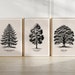 50 State Trees Vintage Sketch Bundle, Forest Print, Antique Tree ...