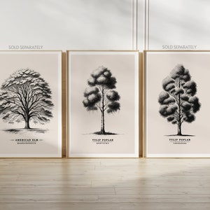Kentucky State Tree | Tulip Poplar | Vintage Sketch | Tree Poster ...