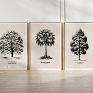 Florida Sabal Palm, State Tree, Vintage Sketch, Tree Poster, Antique ...