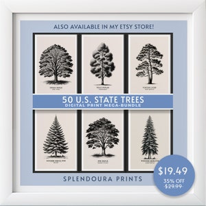 Mississippi State Tree | Southern Magnolia | Vintage Sketch | Tree ...