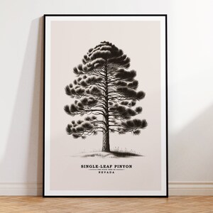Nevada State Tree | Single-leaf Pinyon | Vintage Sketch | Tree Poster ...