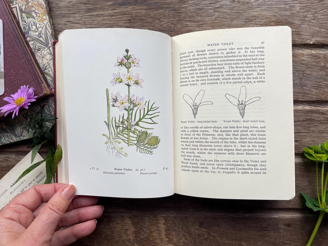 A Guide to British Wild Flowers, Wayside and Woodland Blossoms, Botanical Illustrations, Second ...