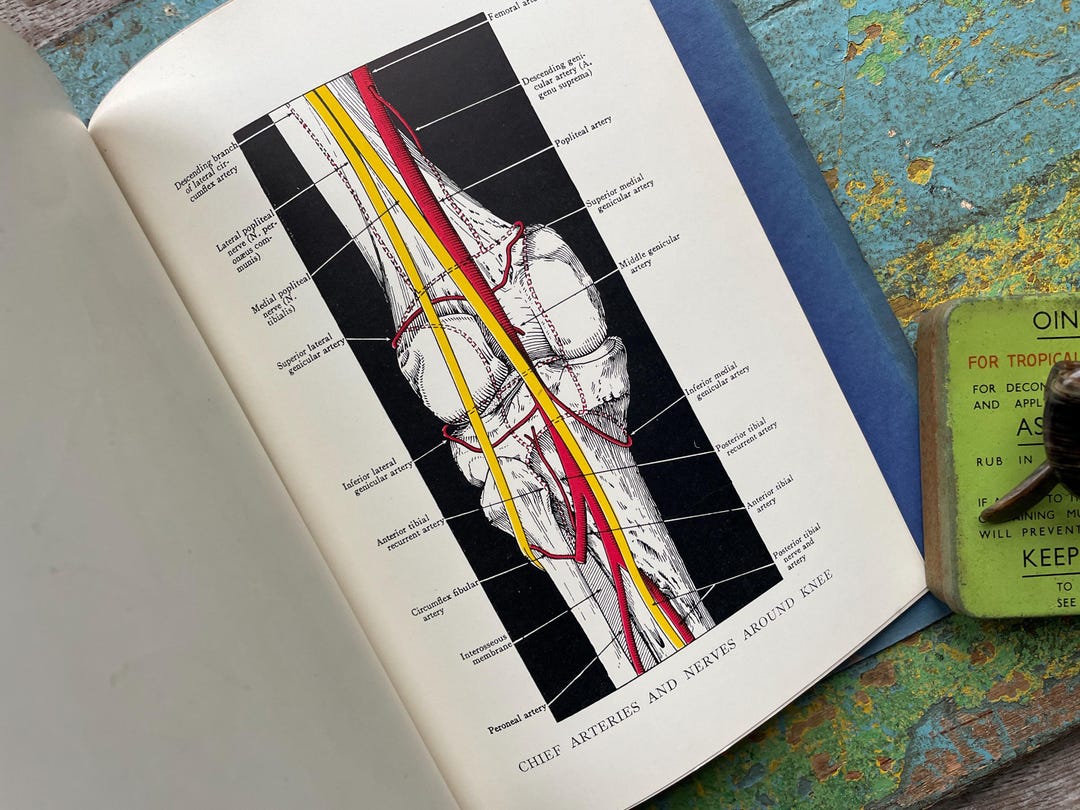 Illustrations of Regional Anatomy, Medical Reference Book, Artists ...