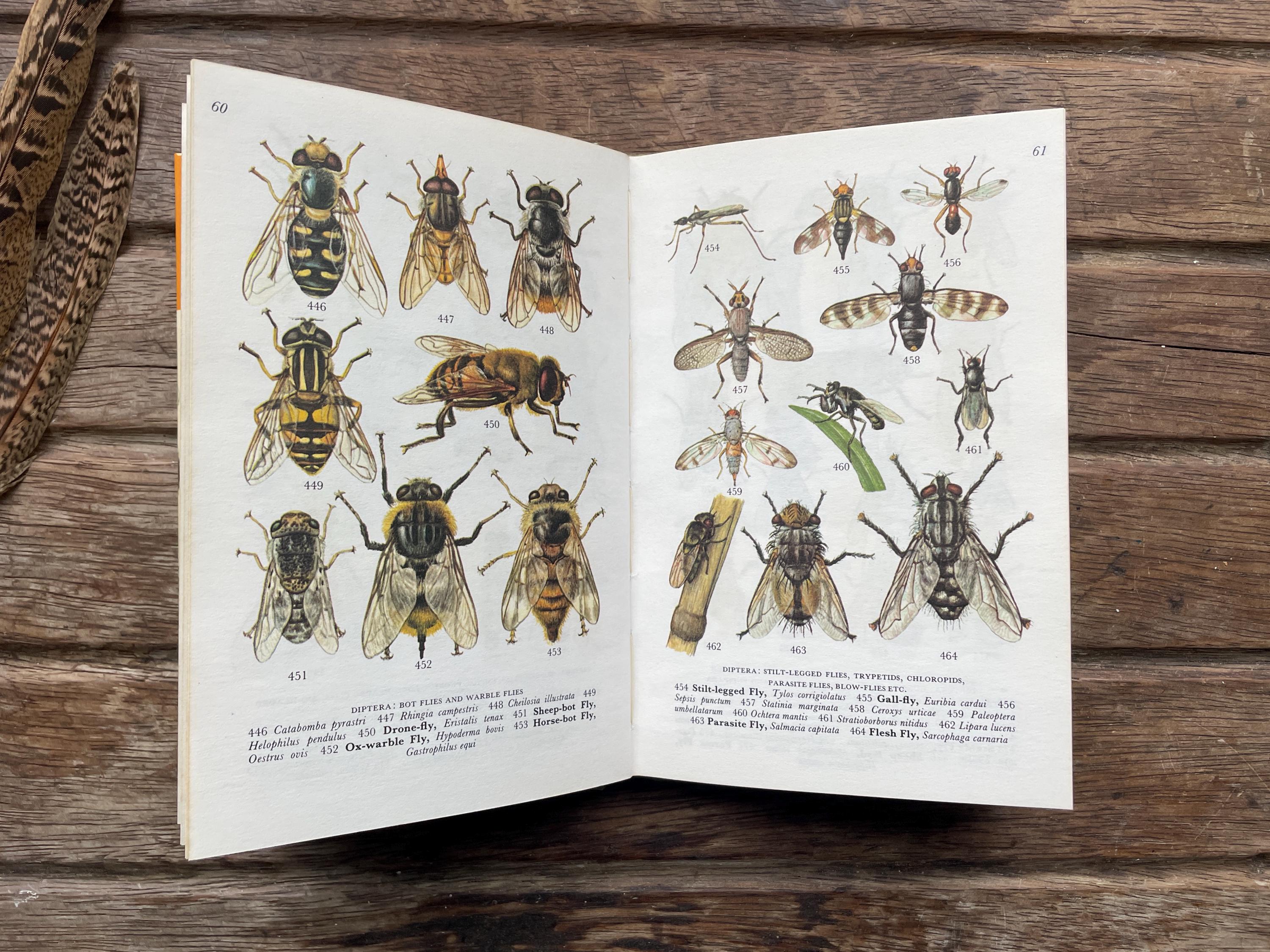 A Guide to Field and Meadow Life, Pocket Nature Book, 621 Colour ...