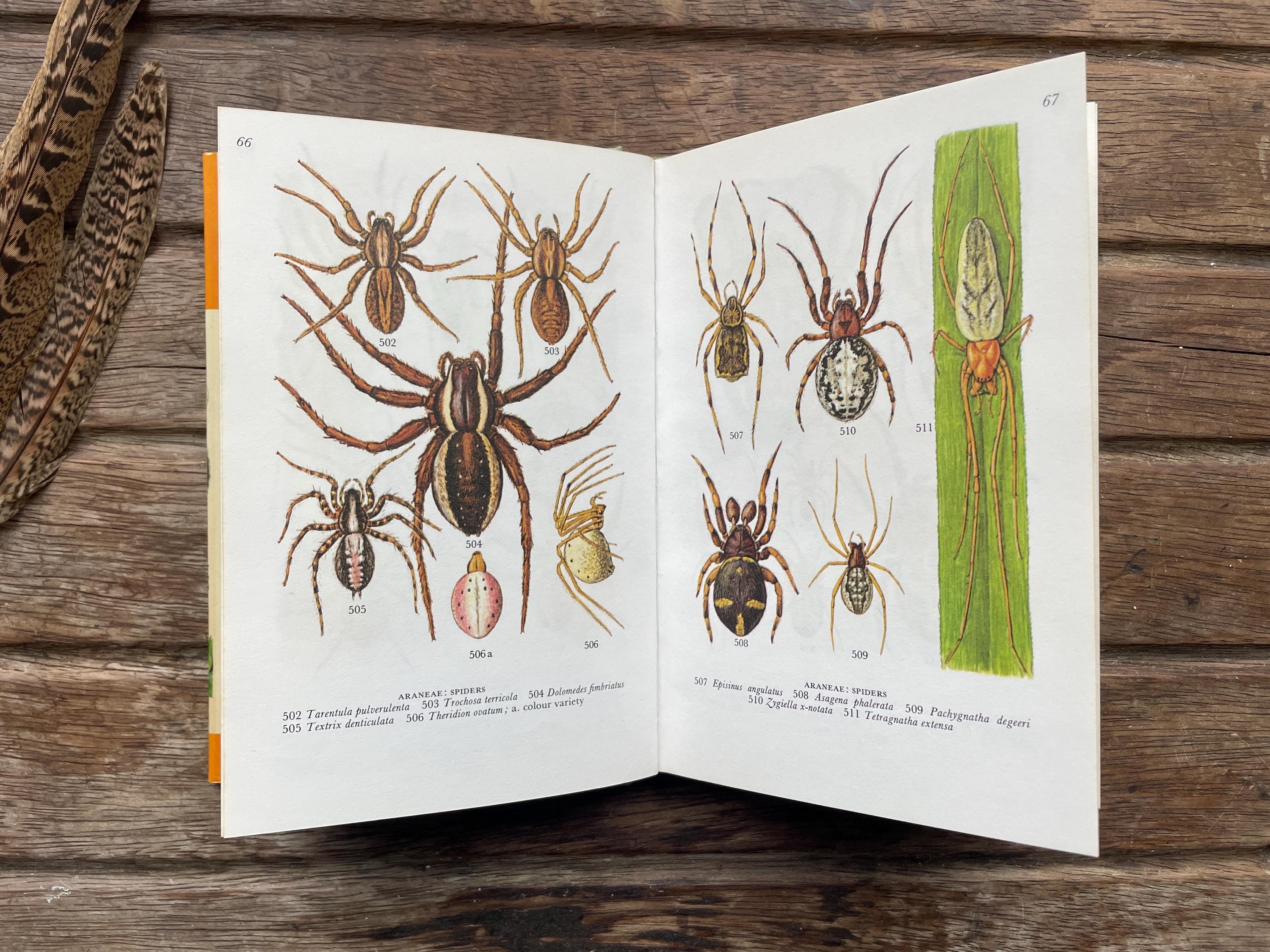 A Guide to Field and Meadow Life, Pocket Nature Book, 621 Colour ...