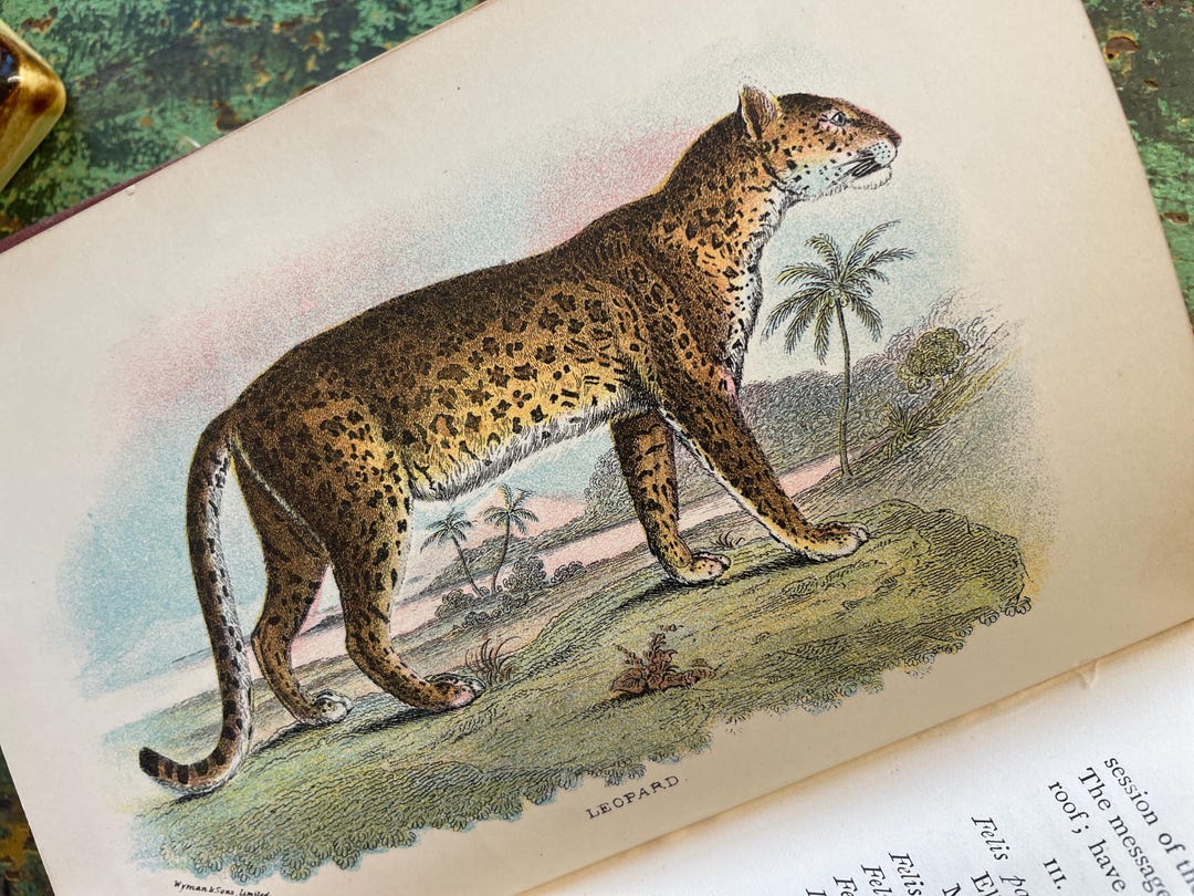 Antique Wild Animal Book, Big Cat Illustrations, 1896 Natural History ...