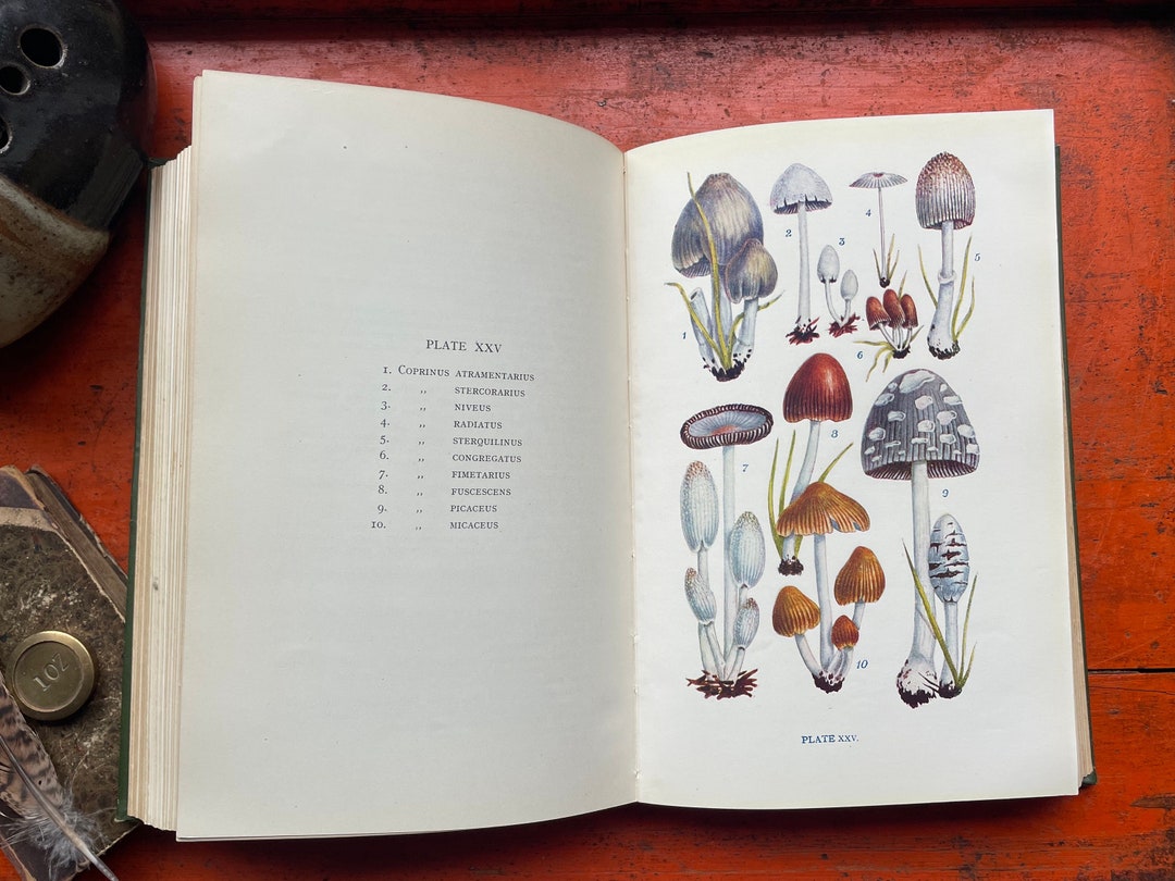Fungi Book, Natural History Book, Botanical Illustrations, Mushroom ...