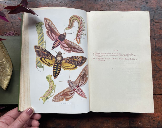 Butterfly & Moth Book, Natural History Book, Butterfly Illustrations ...