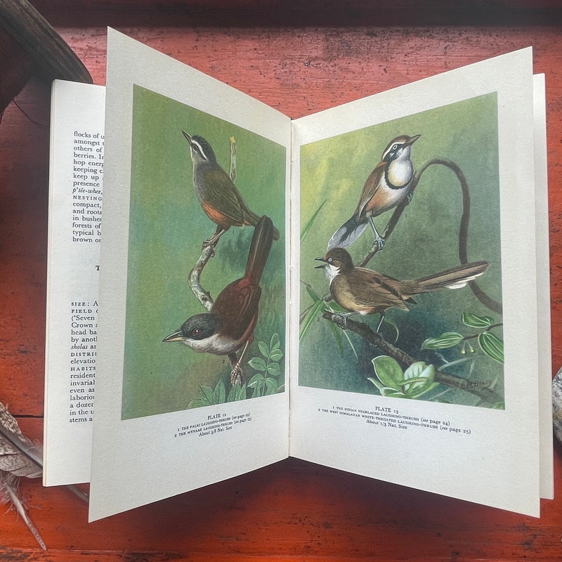 Vintage Bird Book - Etsy