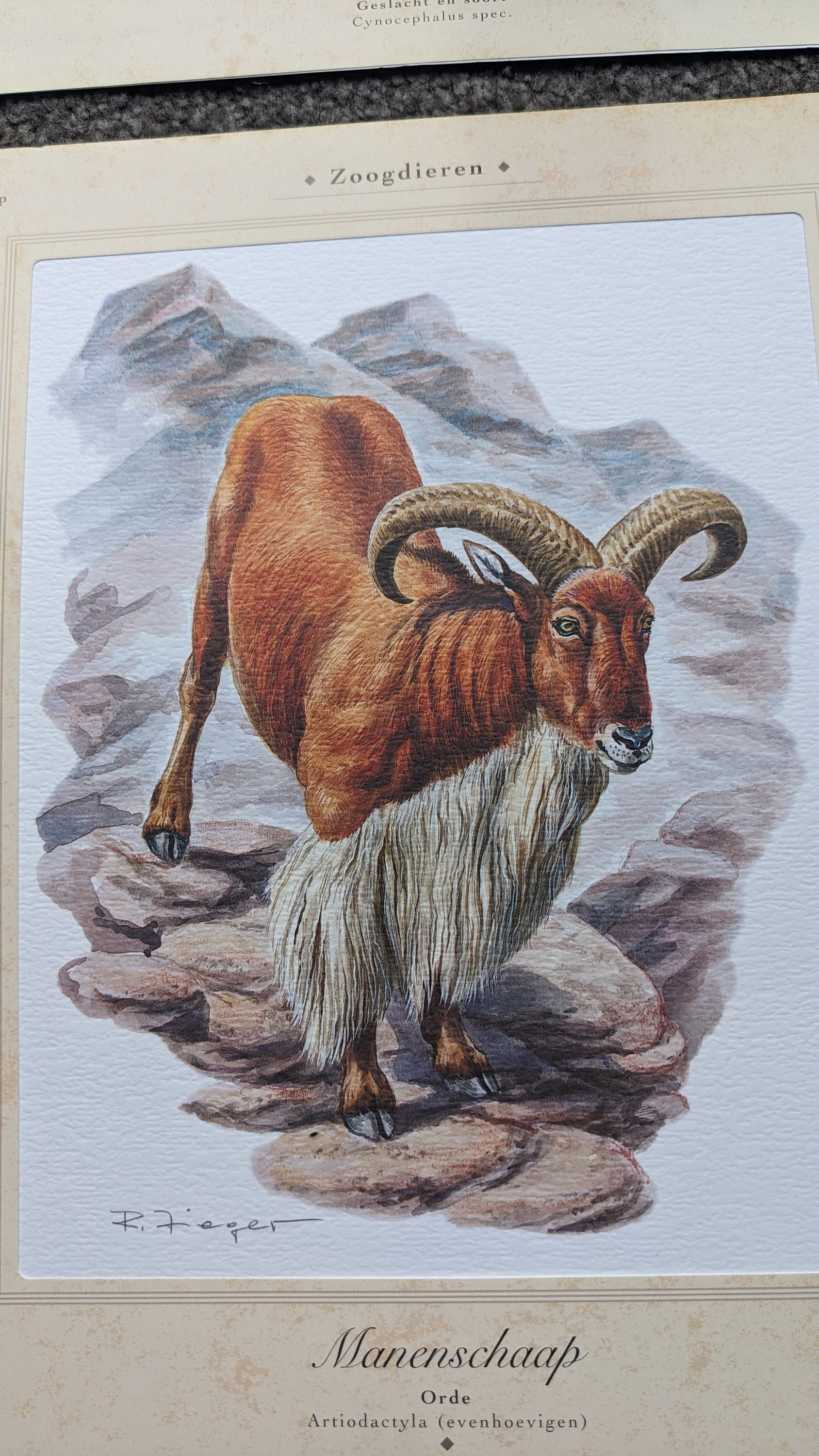 Vintage Mammal Animal Illustrations by Reiner Zieger & Gerd Ohnesorge ...