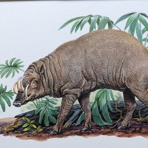Vintage Mammal Animal Illustrations by Reiner Zieger & Gerd Ohnesorge ...