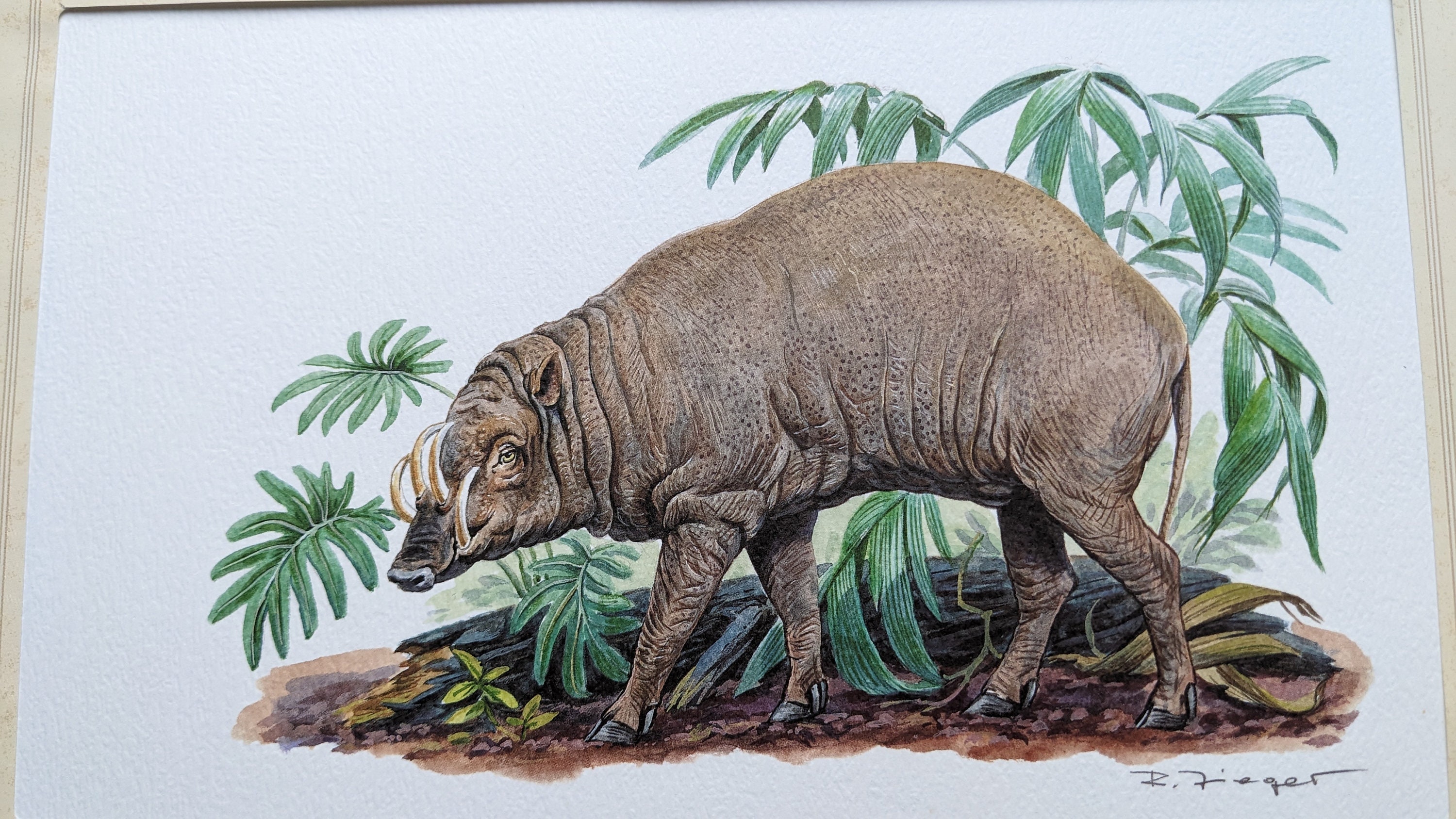 Vintage Mammal Animal Illustrations by Reiner Zieger & Gerd Ohnesorge ...