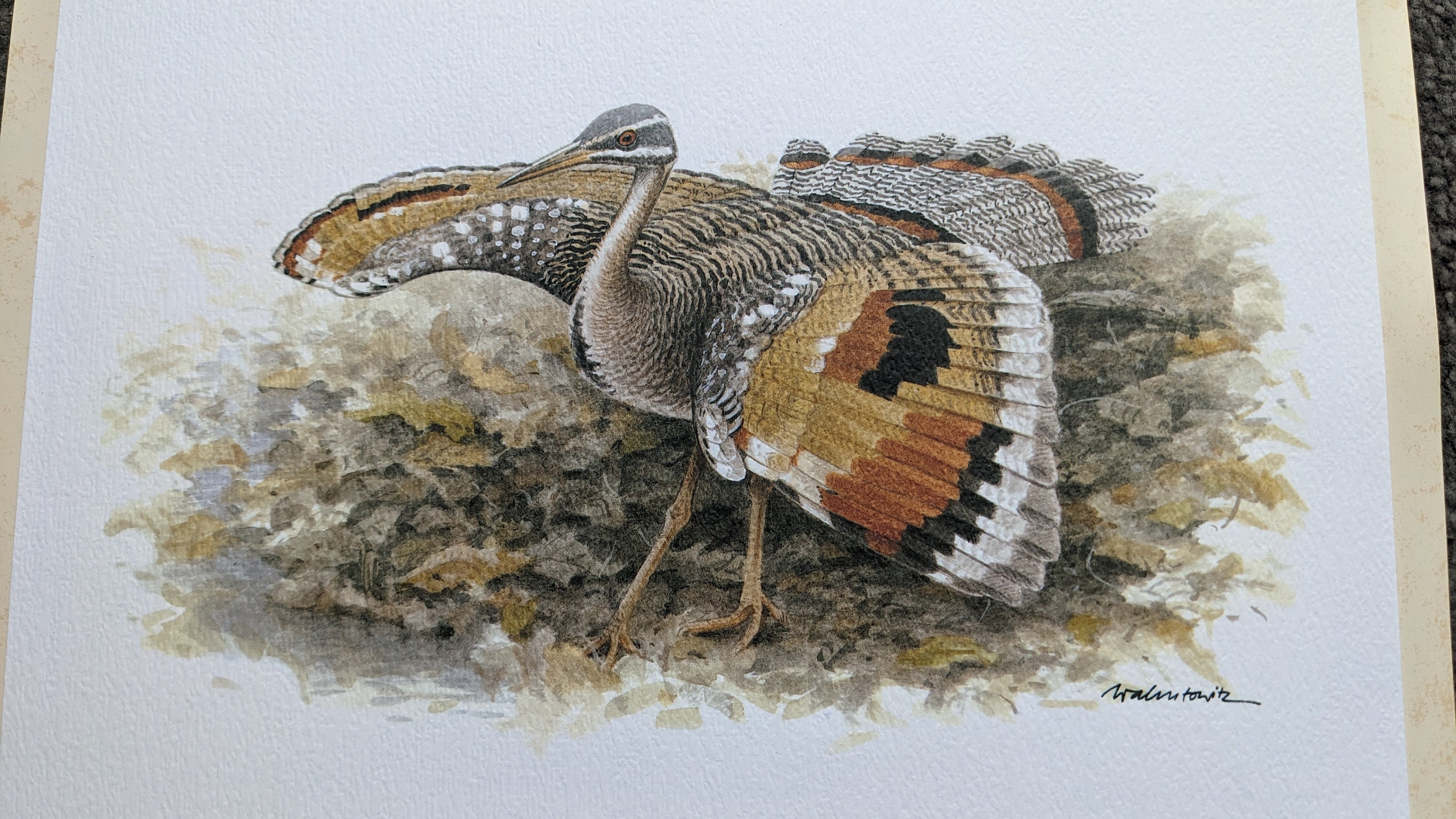 Vintage Bird Animal Illustrations by Steffen Walentowitz on Hammer ...