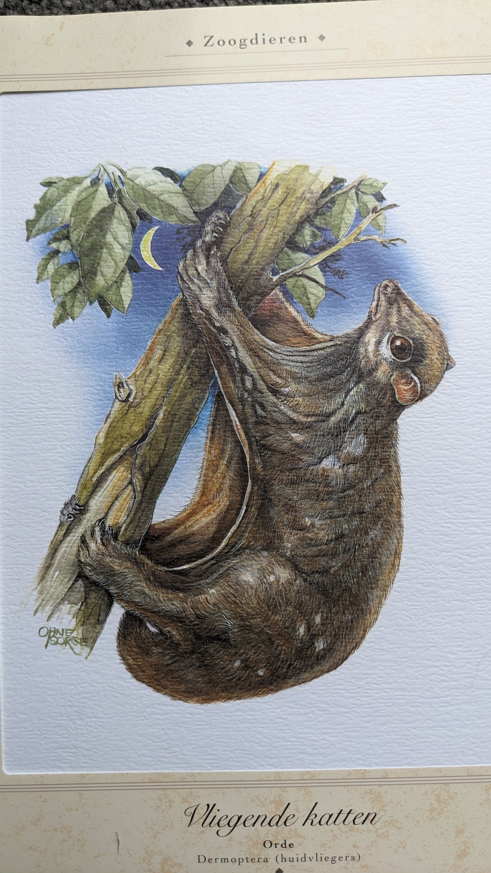 Vintage Mammal Animal Illustrations by Reiner Zieger & Gerd Ohnesorge ...