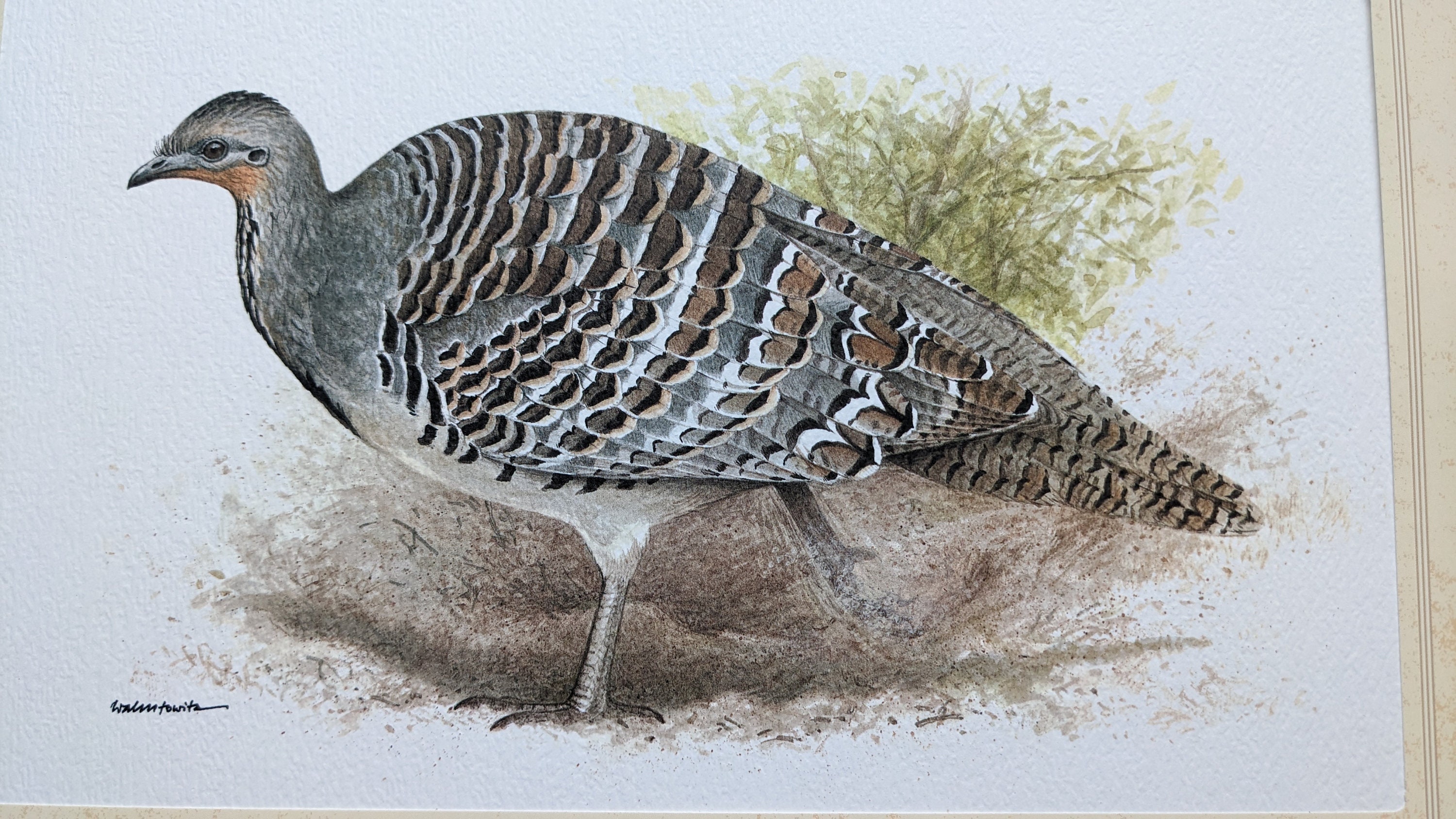 Vintage Bird Animal Illustrations by Steffen Walentowitz on - Etsy