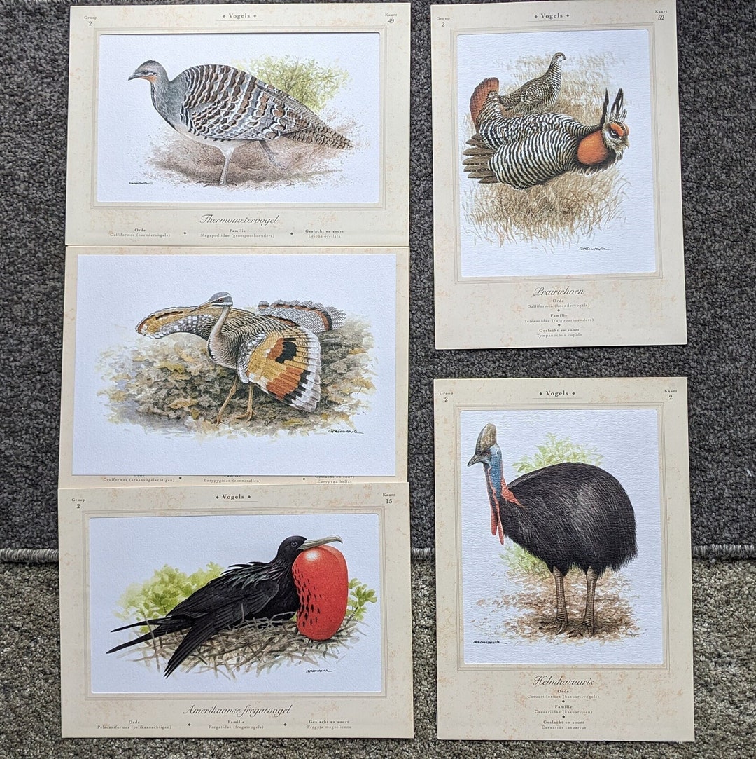 Vintage Bird Animal Illustrations by Steffen Walentowitz on Hammer ...