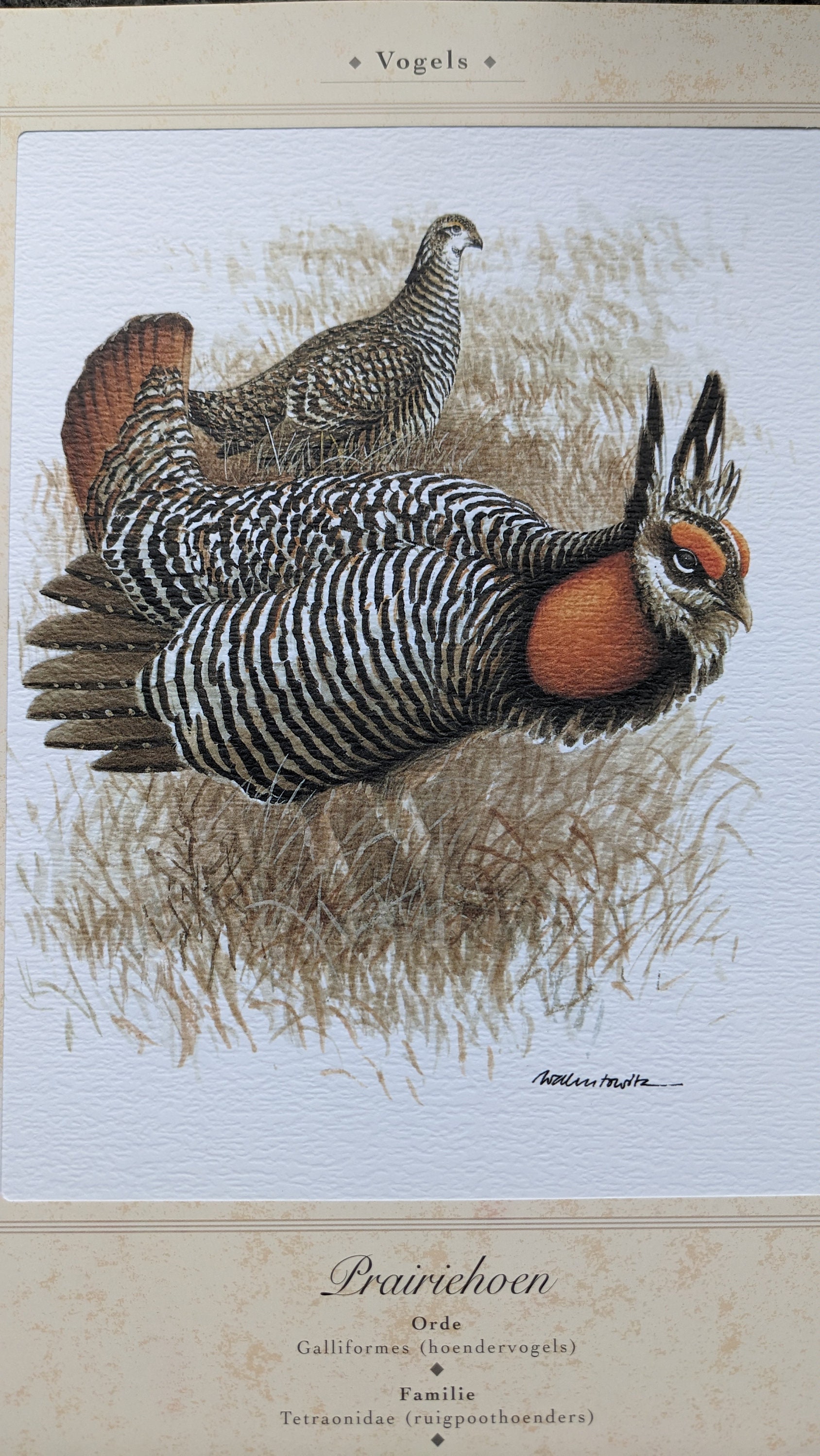 Vintage Bird Animal Illustrations by Steffen Walentowitz on Hammer ...