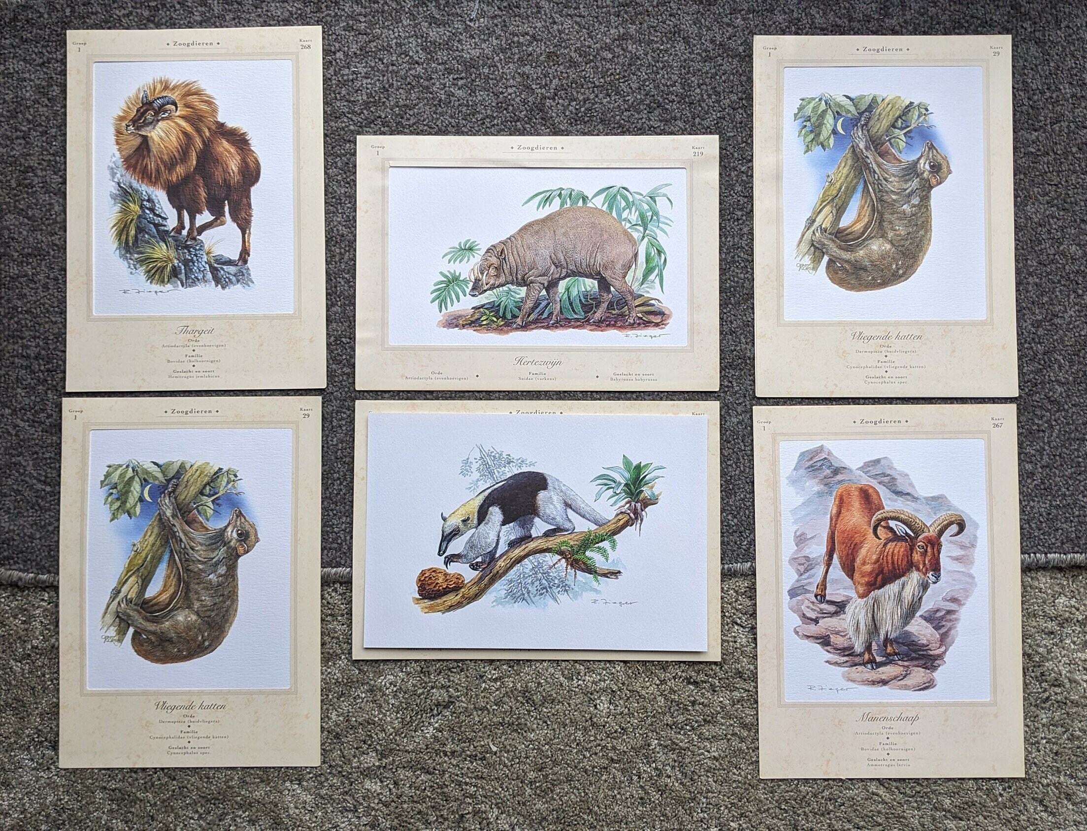 Vintage Mammal Animal Illustrations by Reiner Zieger & Gerd Ohnesorge ...
