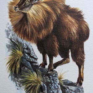 Vintage Mammal Animal Illustrations by Reiner Zieger & Gerd Ohnesorge ...