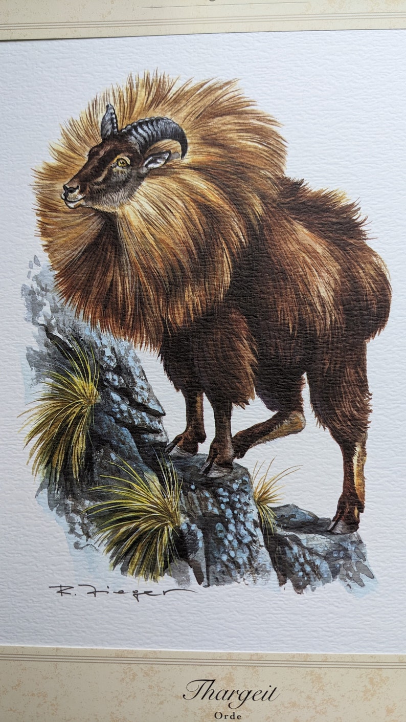 Vintage Mammal Animal Illustrations by Reiner Zieger & Gerd Ohnesorge ...