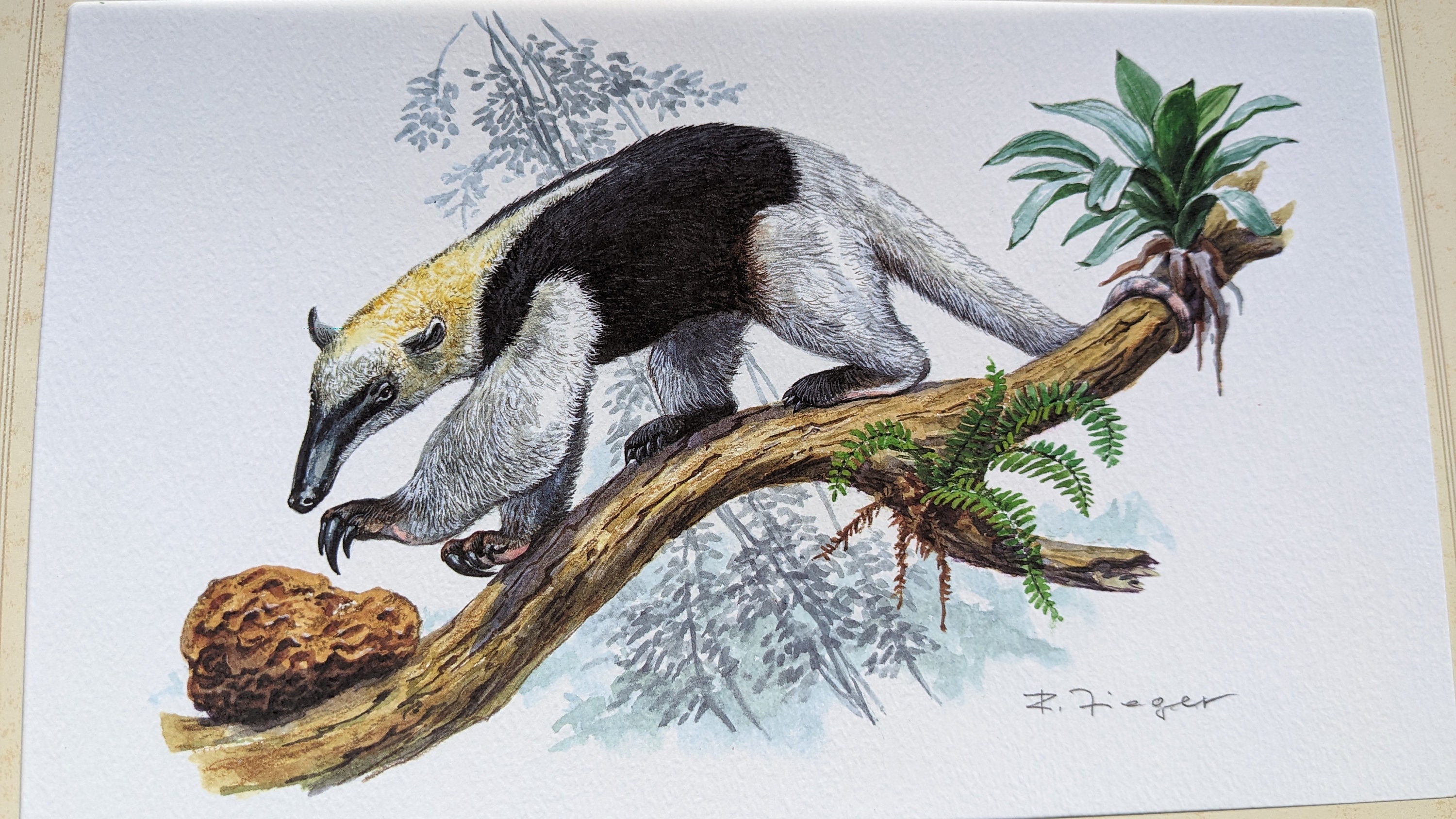 Vintage Mammal Animal Illustrations by Reiner Zieger & Gerd Ohnesorge ...